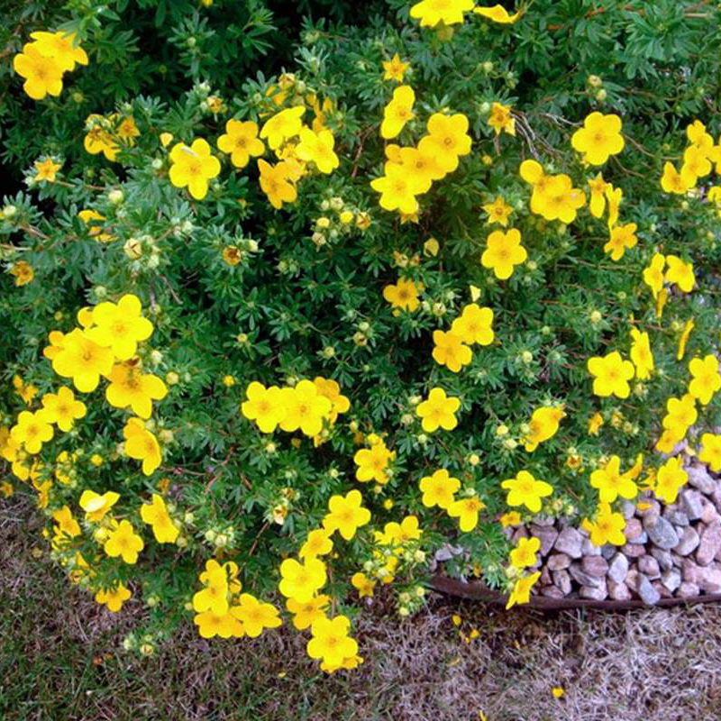 Лапчатка кустарниковая "Голд Стар" (Potentilla fruticosa "Gold Star ...