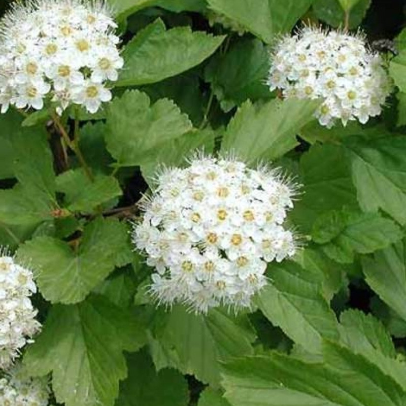 Пузыреплодник калинолистный(Physocarpus opulifolius) купить в ...