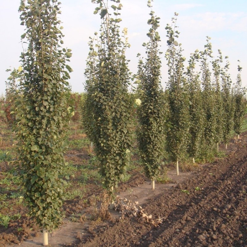 Тополь пирамидальный (Populus pyramidalis) купить в Новосибирске ...